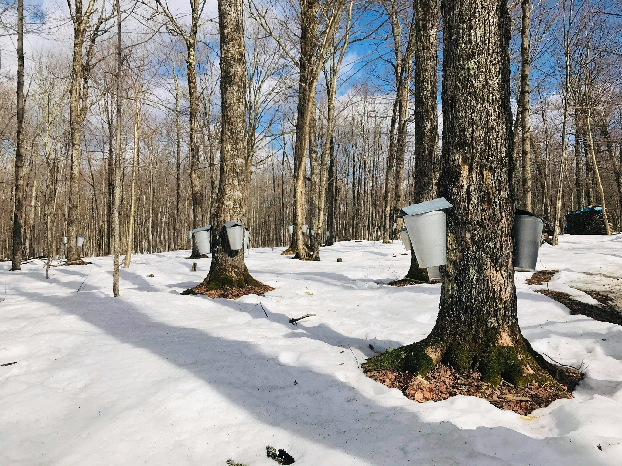 Découvrez les érablières de Memphrémagog | Vraiment Memphré