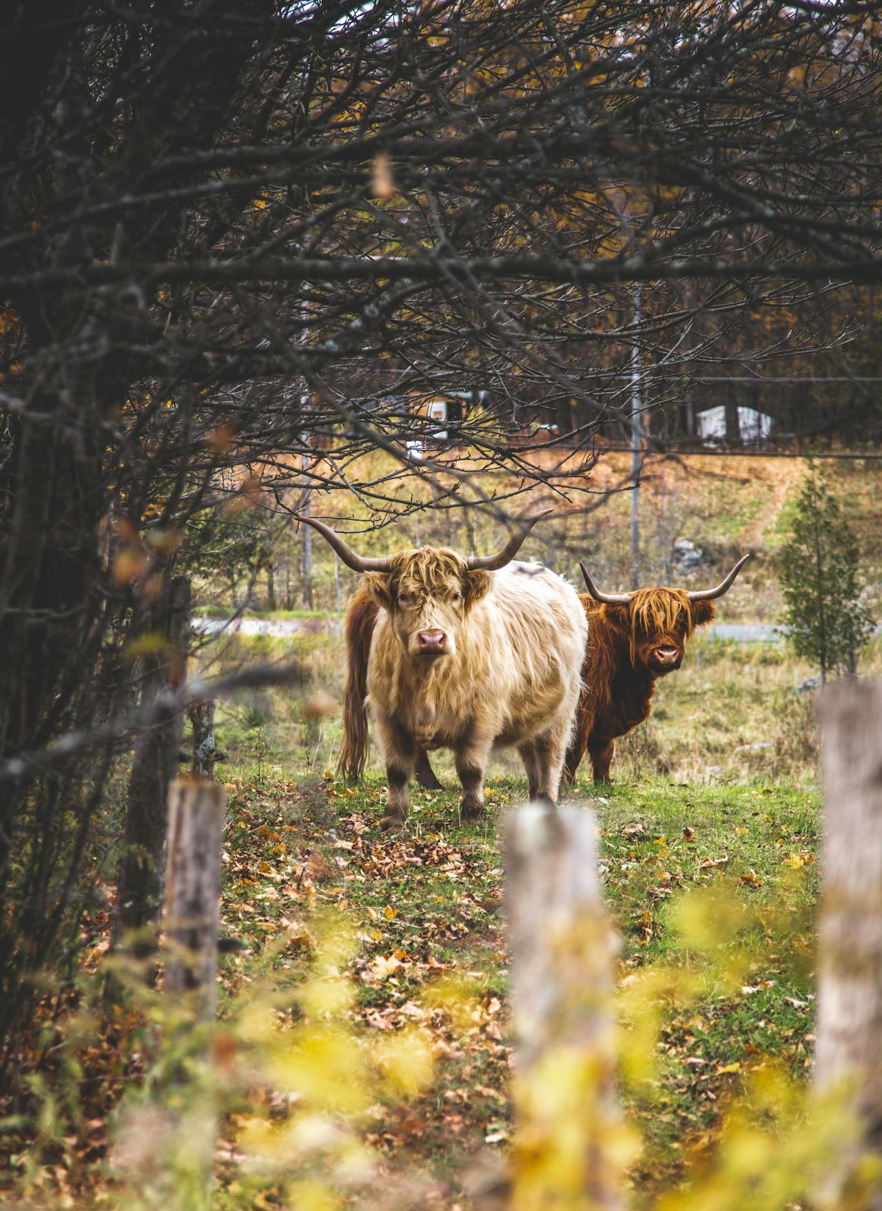 Bolton-Ouest | MRC Brome-Missisquoi