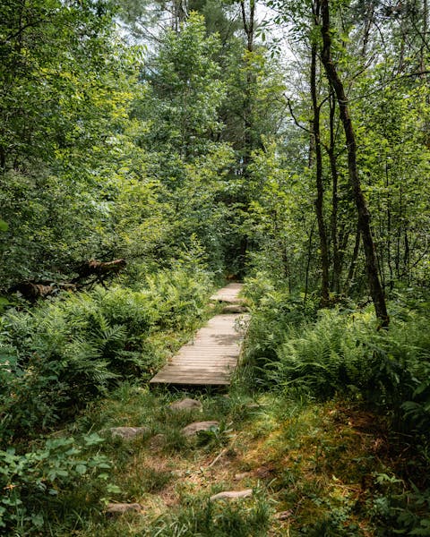 Temporary wooden stream crossings | MRC Brome-Missisquoi