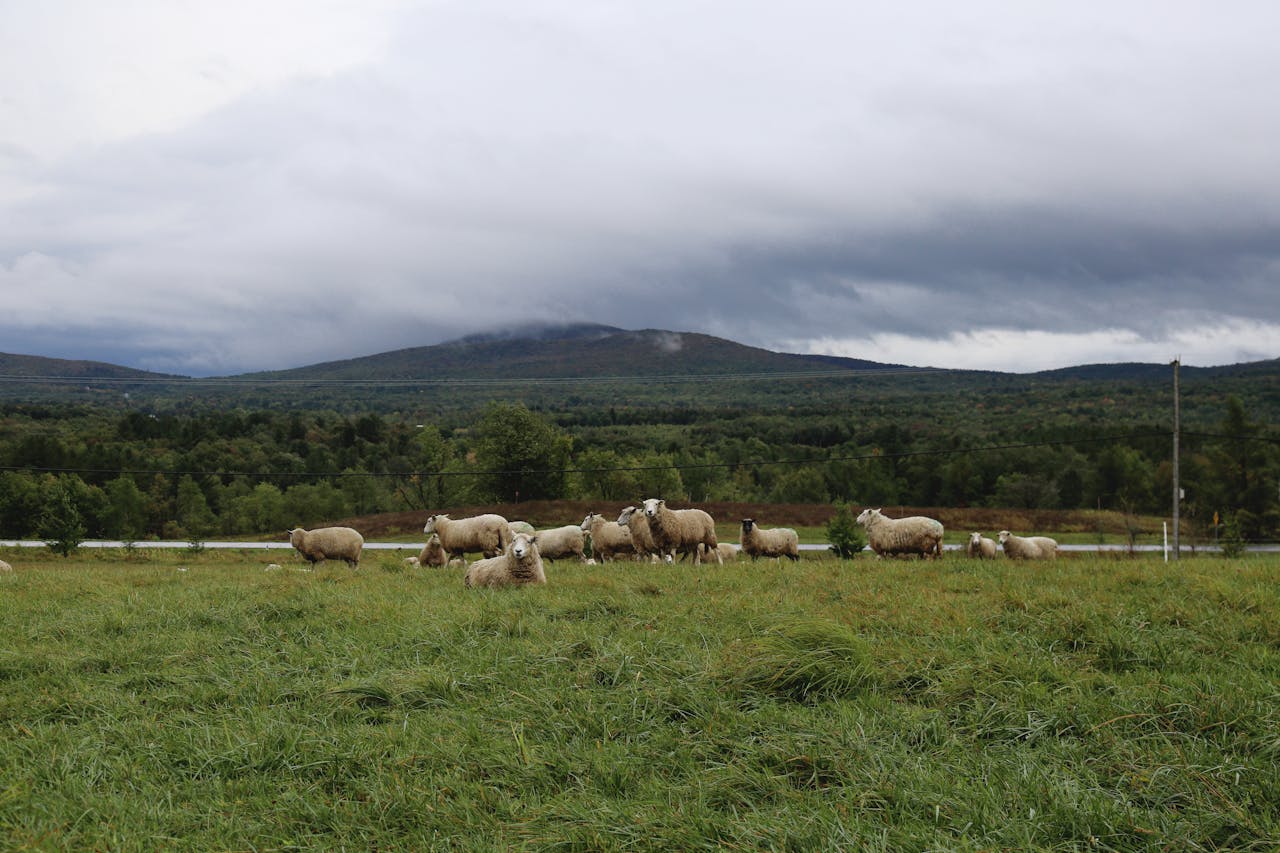 Frelighsburg | MRC Brome-Missisquoi